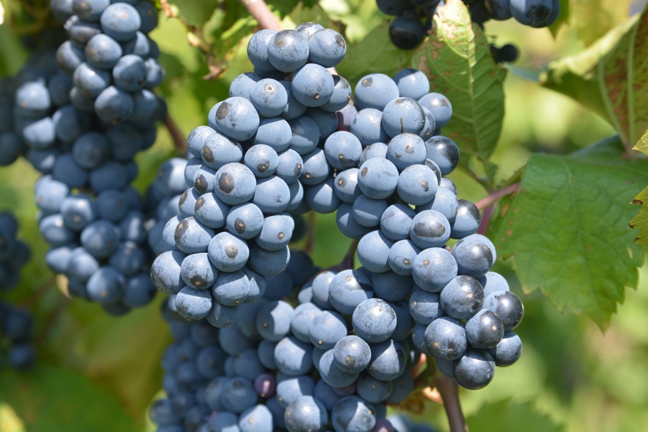 2017 vintage looks to be outstanding | Wollersheim Winery, Distillery ...